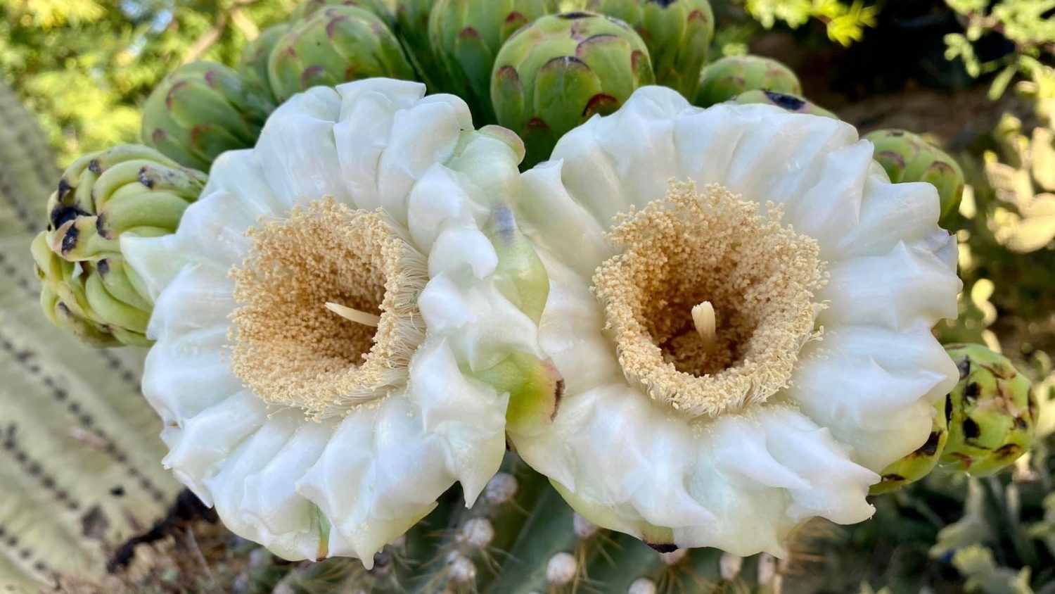 Agua Fria Chapter, NSDAR – Sun City, Arizona