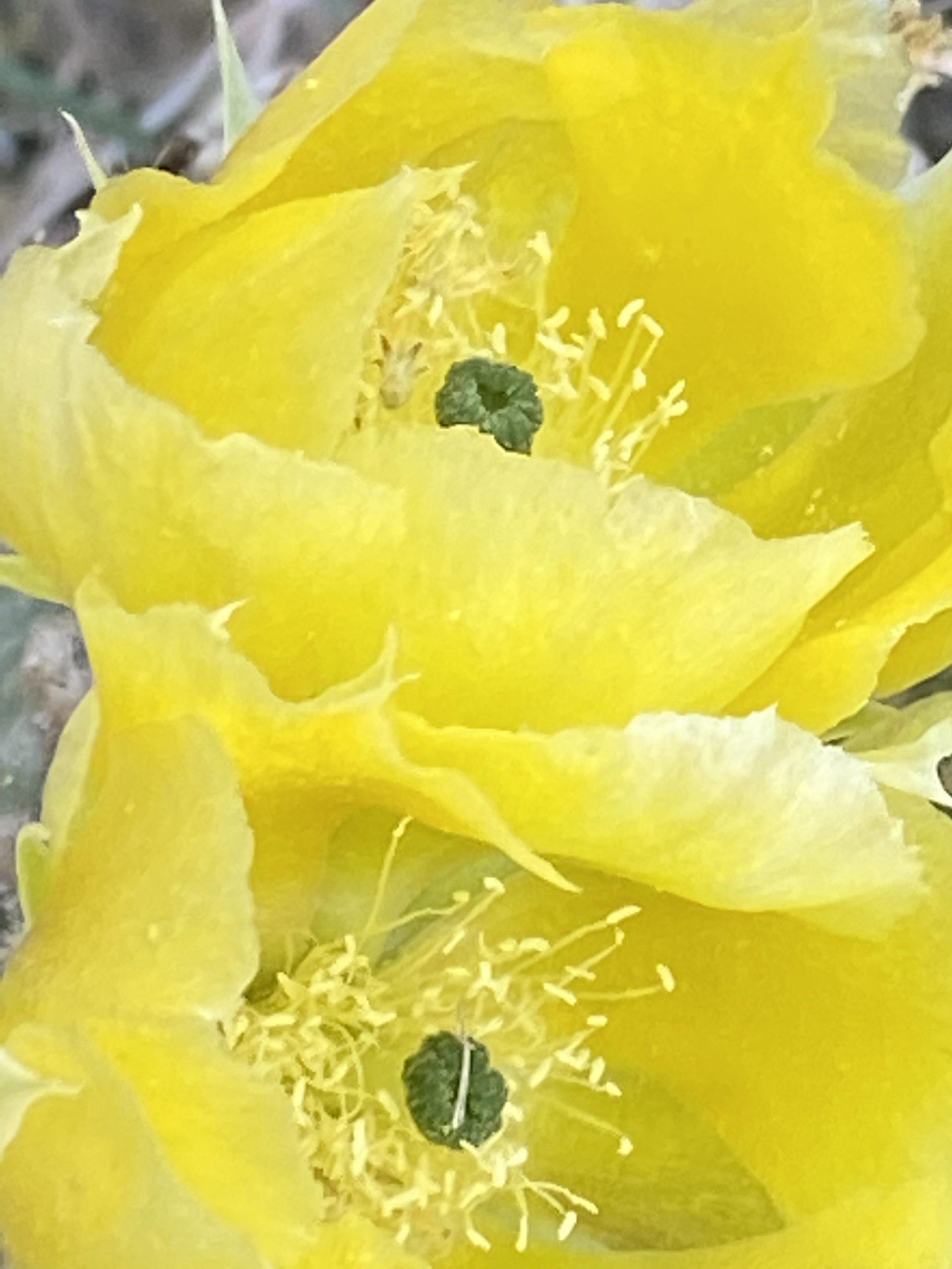 Agua Fria Chapter, NSDAR – Sun City, Arizona